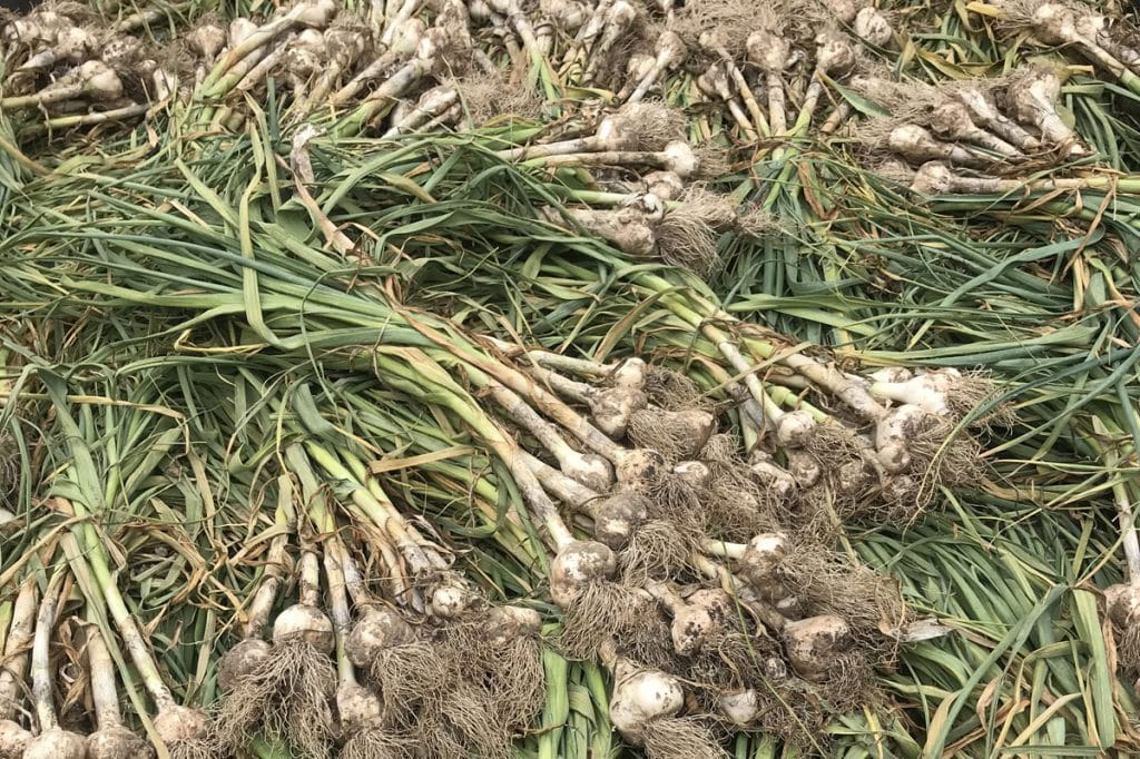 Organic Garlic - Nutopia